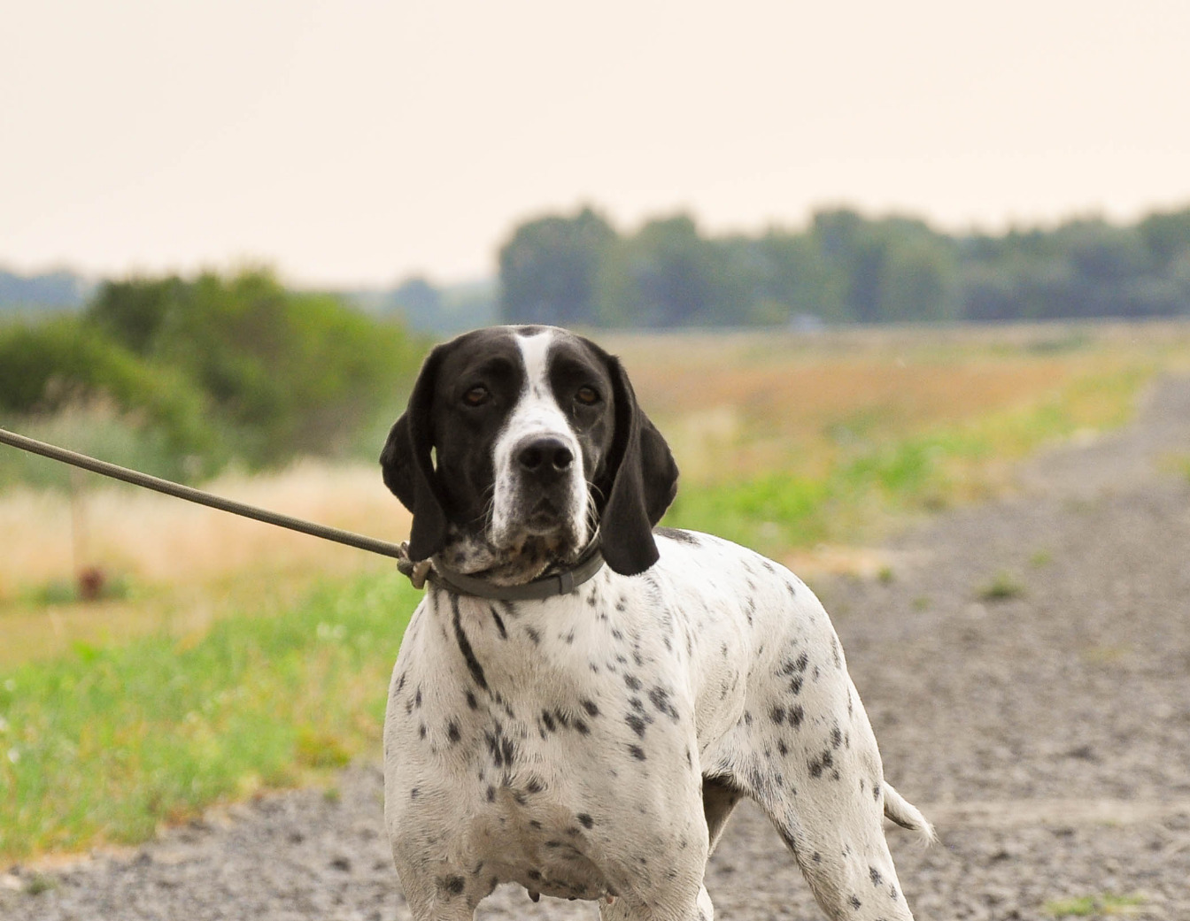 O plemeni :: Dreamofmoravia